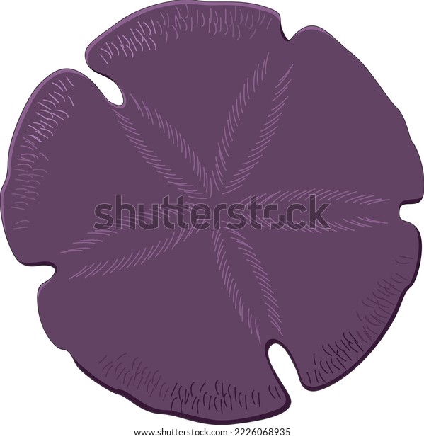 Sand Dollar Shell Vector Illustration Stock Vector (Royalty Free ...