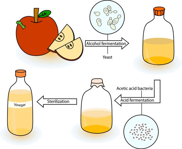 78 Acetobacter Acetic Images, Stock Photos, 3D objects, & Vectors | Shutterstock