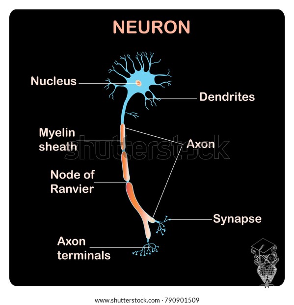 Scheme Tipical Anatomy Neuron Structure School Stock Vector (Royalty ...