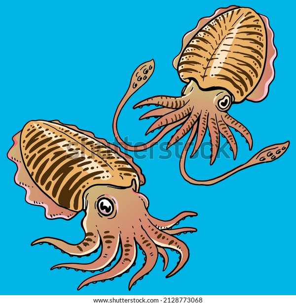 25+ Thousand Cuttlefish Ocean Royalty-Free Images, Stock Photos ...