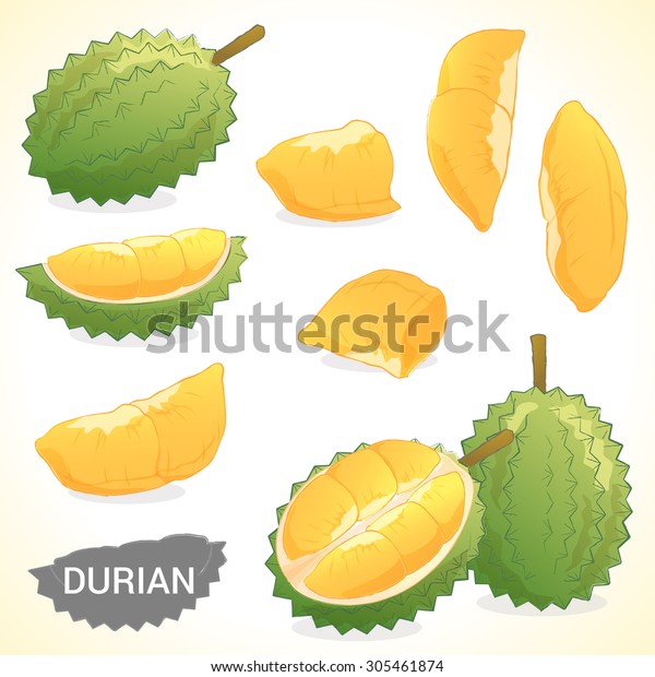 Set Durian Vector Various Style Stock Vector (Royalty Free) 305461874 ...