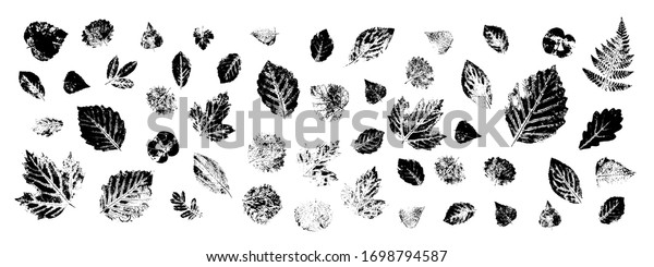 Set Leaf Prints Natural Textureobjects Isolated Stock Vector (Royalty ...