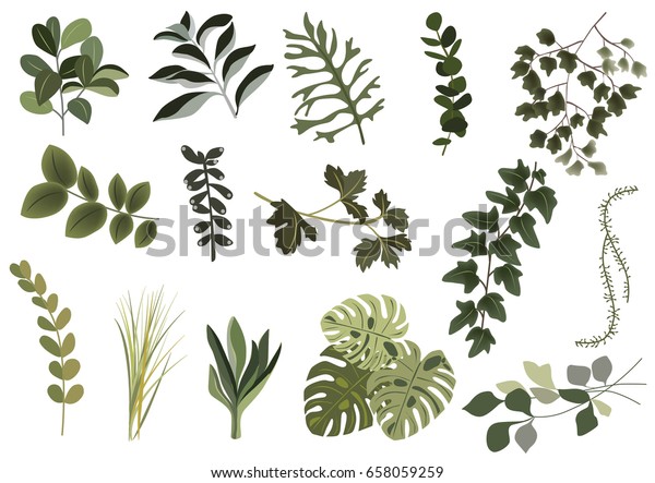 Set Leaf Vector Collection Leaves Stock Vector (Royalty Free) 658059259 | Shutterstock