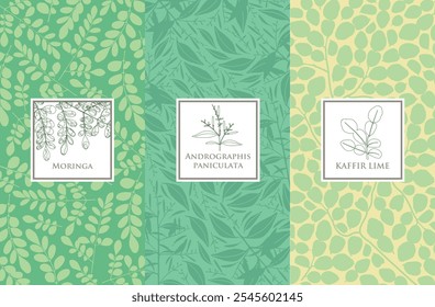 Vector Set Packaging Design Templates Seamless Stock Vector (Royalty ...