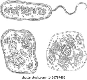 Coloring Page Life Cycle Sheep Liver Stock Vector (Royalty Free ...
