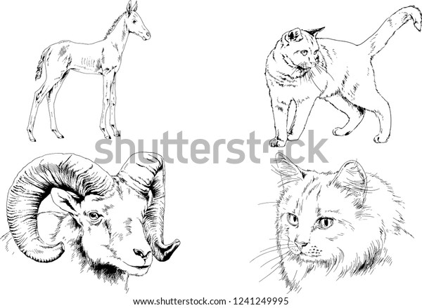 Set Vector Drawings Different Animals Handdrawn Stock Vector (Royalty ...