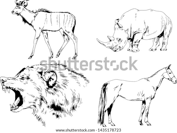 Set Vector Drawings Different Animals Sketches Stock Vector (Royalty ...
