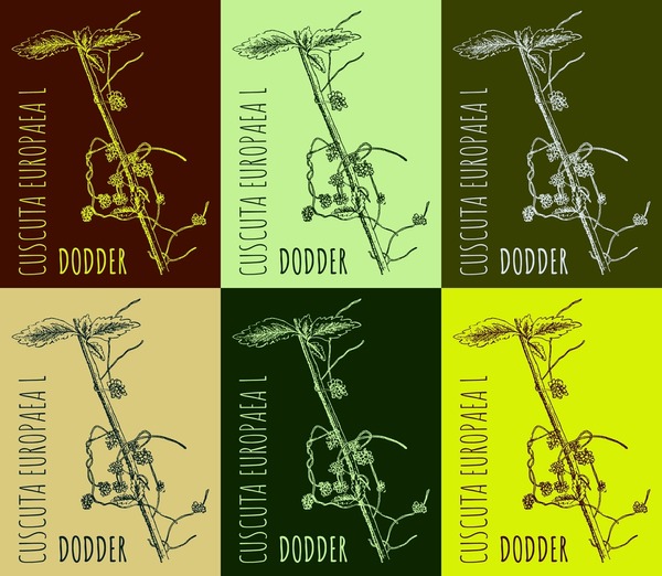 10 Dodder Parasite Plant Stock Vectors and Vector Art | Shutterstock