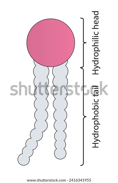 Simplified Schematic Structure Phospholipid Polar Head Stock Vector ...