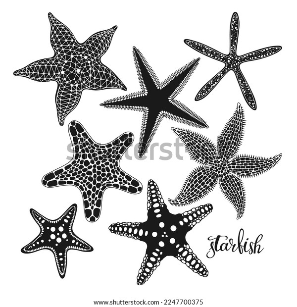 Starfish Hand Drawn Vector Collection 7 Stock Vector (Royalty Free ...