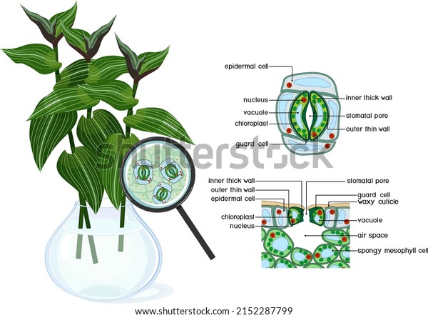 Stomatal Complex Section View Stomate Plant Stock Vector (Royalty Free ...