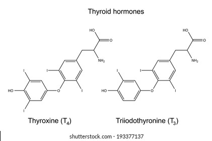 Chemical Formula Thyroxine Stock Thyroxine Thyroid Hormone Molecule