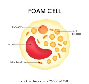 Structure Diagram Foam Cells Stock Vector (Royalty Free) 2600586759 | Shutterstock