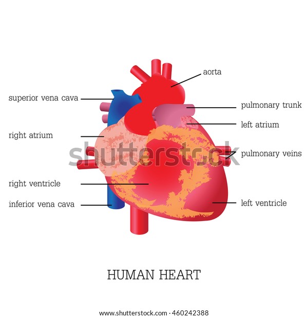 Structure Function Human Heart Anatomy System: Vector có sẵn (miễn phí ...