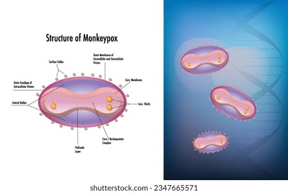 360 Monkey Stomach Images, Stock Photos, 3D objects, & Vectors ...
