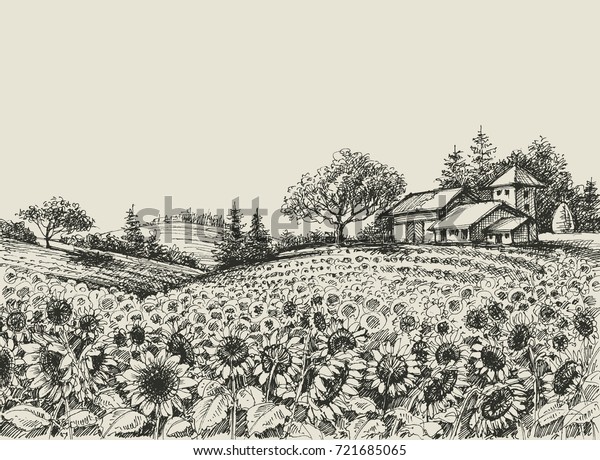 Sunflower Farm: Over 11,198 Royalty-Free Licensable Stock Vectors ...