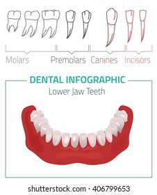 Human Teeth Dental Infographic Editable Illustration Stock Vector ...