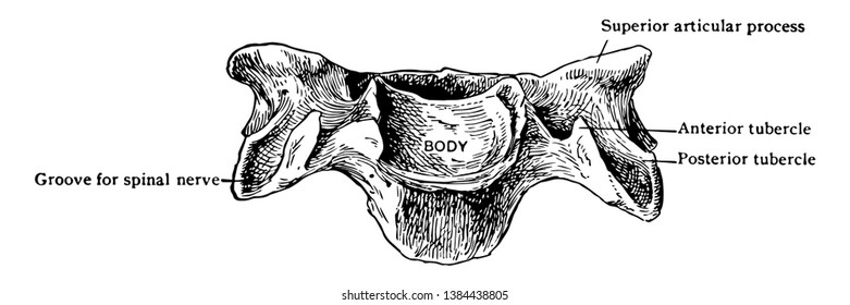 Posterior View Human Sacrum Showing Posterior Stock Illustration ...