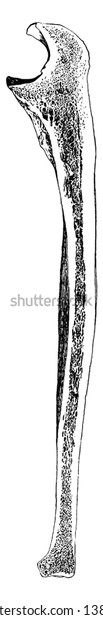 This Illustration Represents Longitudinal Section Ulna Stock Vector ...