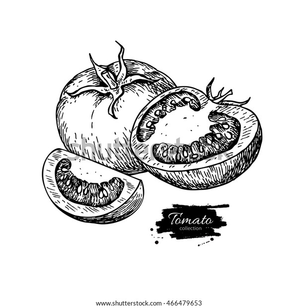 Tomato Vector Drawing Isolated Tomato Sliced Stock Vector (Royalty Free ...