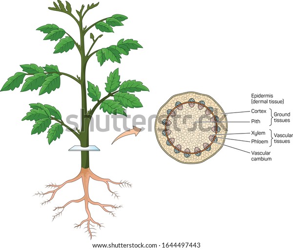 Angiosperm Cross Section Tissue