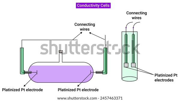 Two Different Type Conductivity Cells Stock Vector (Royalty Free ...