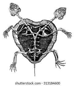 Two Headed Turtle Skeleton Vector Vintage: vector de stock (libre de ...