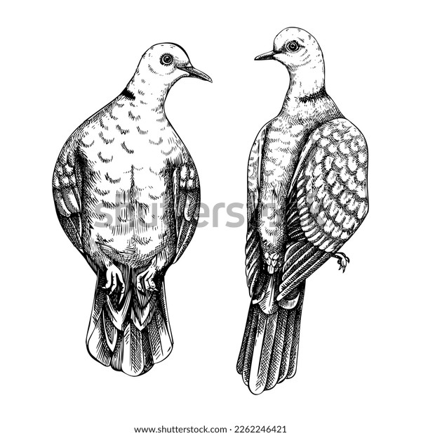 Two Sitting Collared Doves Drawings Wildlife Stock Vector (Royalty Free ...
