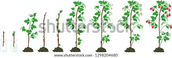 Two Year Life Cycle Raspberry Isolated Stock Vector (Royalty Free ...