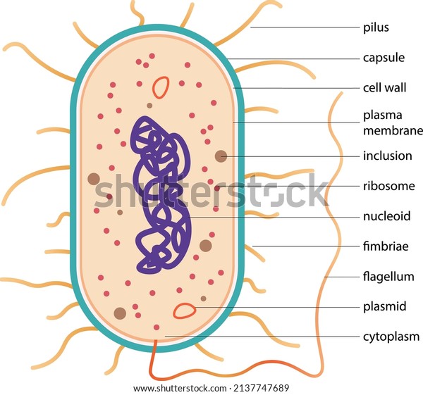 Typical Prokaryotic Cell Scheme Typical Bacteria Stock Vector (Royalty ...