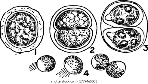 Typical Representation Protococcus Genus Singlecelled Algae Stock ...