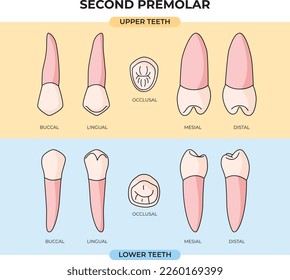 conjunto de anatomía premolar superior e: vector de stock (libre de ...