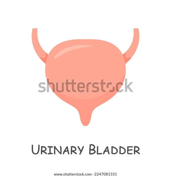 Urinary Bladder Human Cartoon Design Isolated Stock Vector (Royalty ...