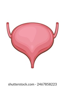 Human Bladder Internal Organ Anatomy Model Stock Vector (Royalty Free ...