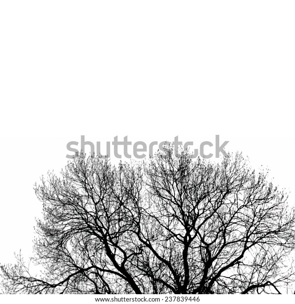 Vector Black Silhouette Tree Stock Vector (Royalty Free) 237839446 ...
