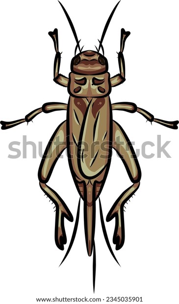 Vector Cricket Insect Top View Stock Vector (Royalty Free) 2345035901 ...