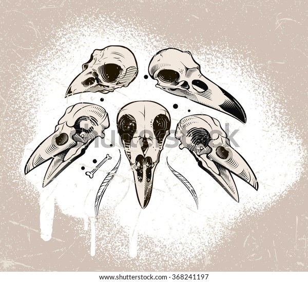Crow Skull Sketch