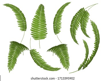Logo Fern Object Fern Leaves Set Stock Vector (Royalty Free) 2290803329 ...