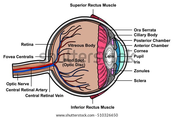 Vector Human Eye Cross Section Anatomy Stock Vector (Royalty Free ...