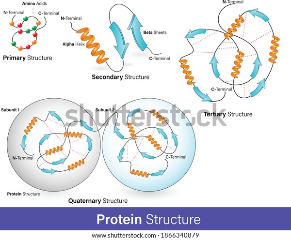 Tertiary Structure Labeled