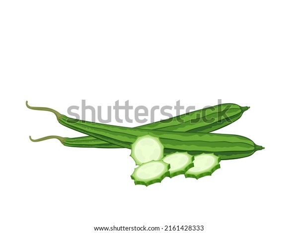 Vector Illustration Luffa Luffa Acutangula Known Stock Vector (Royalty Free) 2161428333 ...