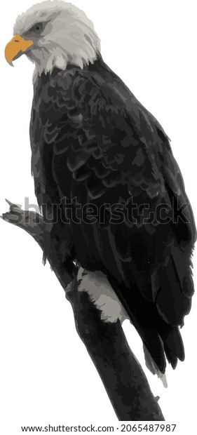 Bald Eagle Perched: Over 239 Royalty-Free Licensable Stock ...