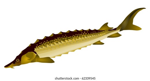 Sturgeon Vector: Over 3,200 Royalty-Free Licensable Stock Vectors ...