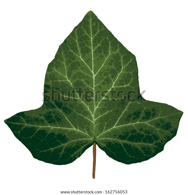 Vector Ivy Leaf Stock Vector (Royalty Free) 162756053 | Shutterstock