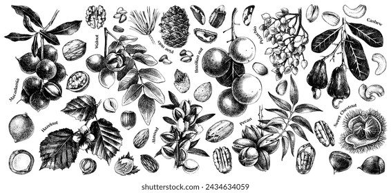 Vector Nut Branches Nuts Collection Stock Vector (Royalty Free ...