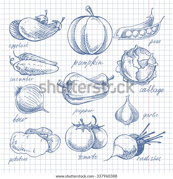 Vector Set Handdrawn Vegetables Vector Illustration Stock Vector ...