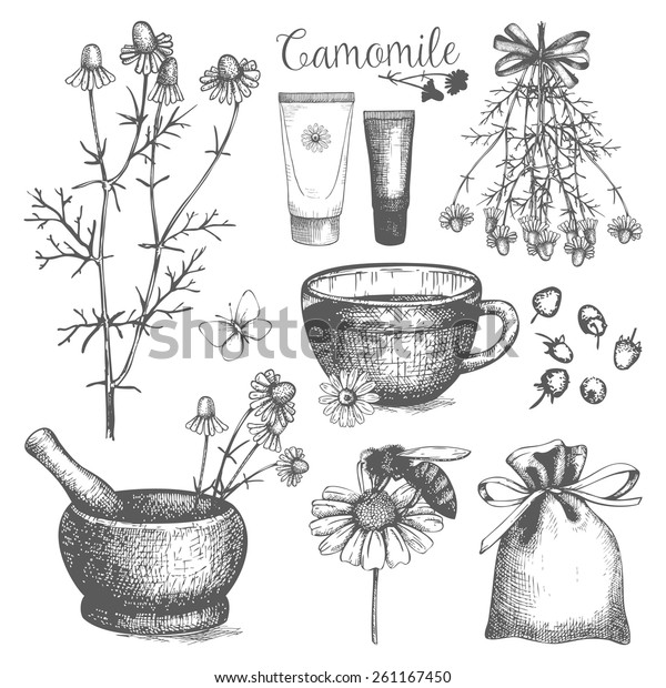 Vector Set Ink Hand Drawn Camomile Stock Vector (Royalty Free ...