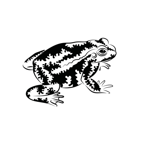 7 Buff Toad Stock Vectors and Vector Art | Shutterstock
