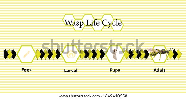 Wasp Life Cycle Vector Agricultureeducationsciencegraphic Designartwork ...