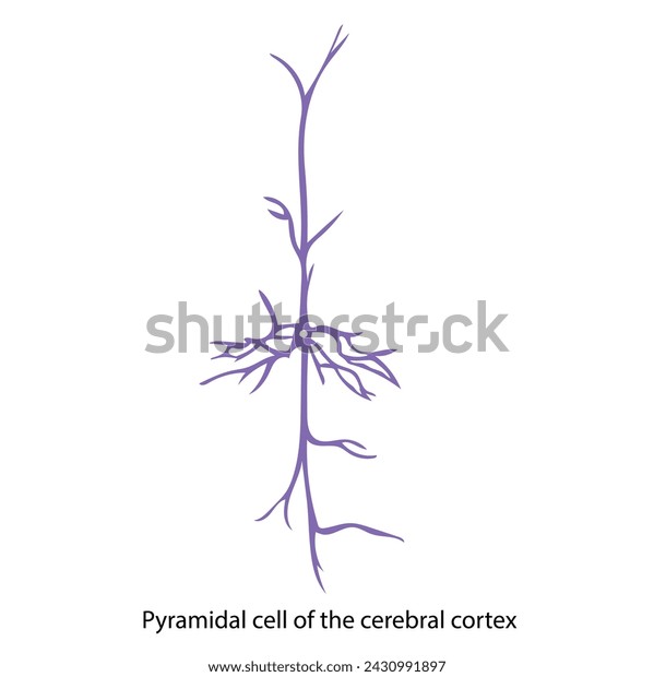 7 Cerebral Cortex Multipolar Neuron Royalty-Free Photos and Stock ...